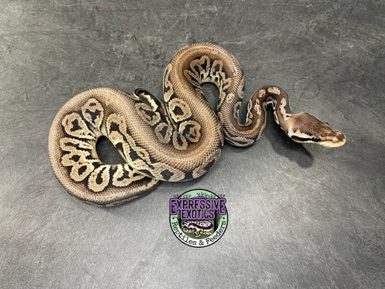 VPI Axanthic Pastel Black Pastel 50% Het Puzzle Ball Python by ...