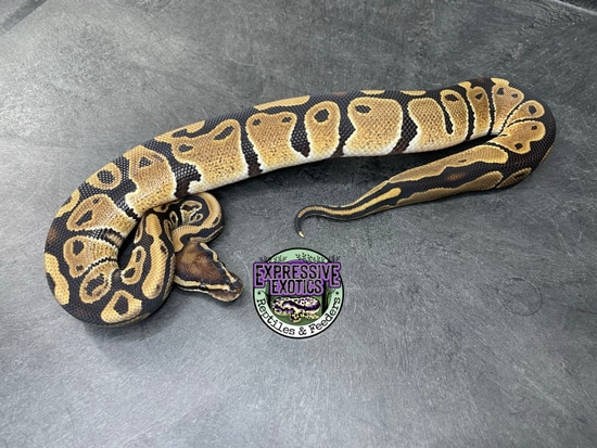 100% Triple Het Desert Ghost / Albino / Piebald 50% Het Cryptic Ball Python by Expressive ...