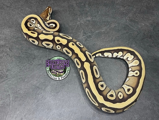Mojave 100% Triple Het Albino / Desert Ghost/ Piebald 50% Het Cryptic ...