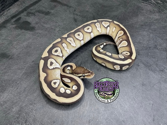 Mojave 100% Dbl Het VPI Axanthic / Desert Ghost 66% Het Piebald 50% Het ...