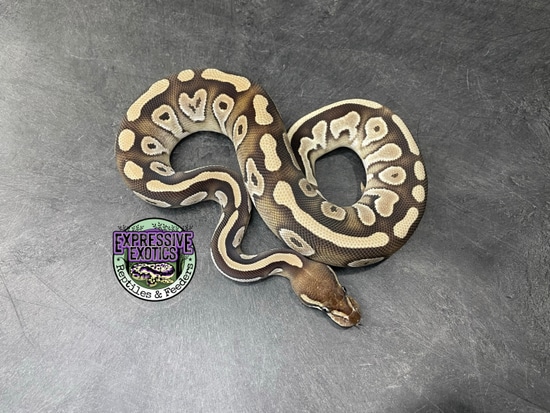 Mojave 100% Triple Het VPI Axanthic / Desert Ghost / Piebald 50% Het ...