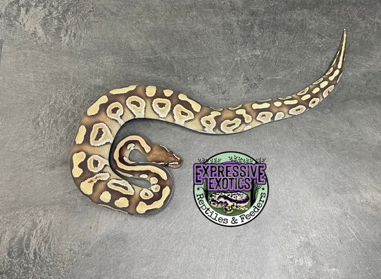 Mojave 100% Triple Het VPI Axanthic / Desert Ghost / Piebald 50% Het ...