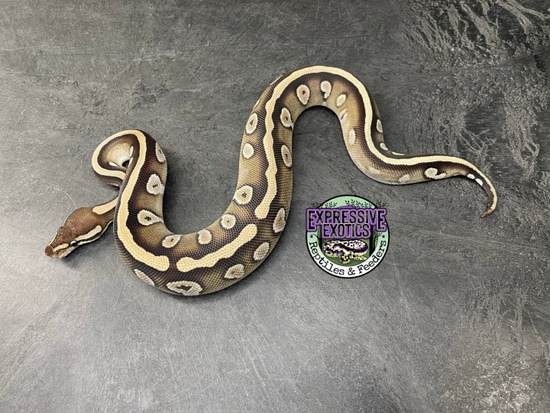 Mojave 100% Triple Het VPI Axanthic / Desert Ghost / Piebald 50% Het ...