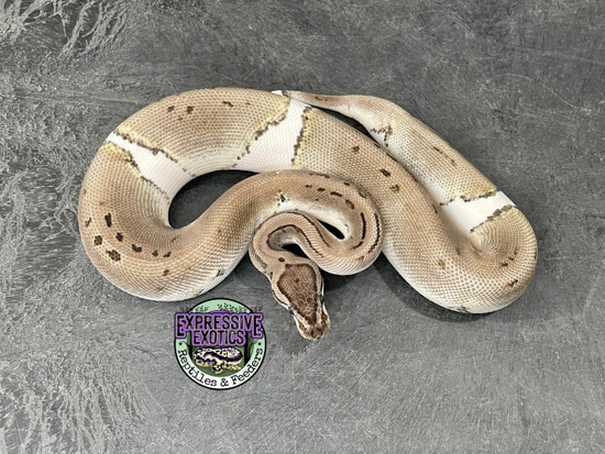 VPI Axanthic Pinstripe Piebald Ball Python by Expressive Exotics Reptiles & Feeders