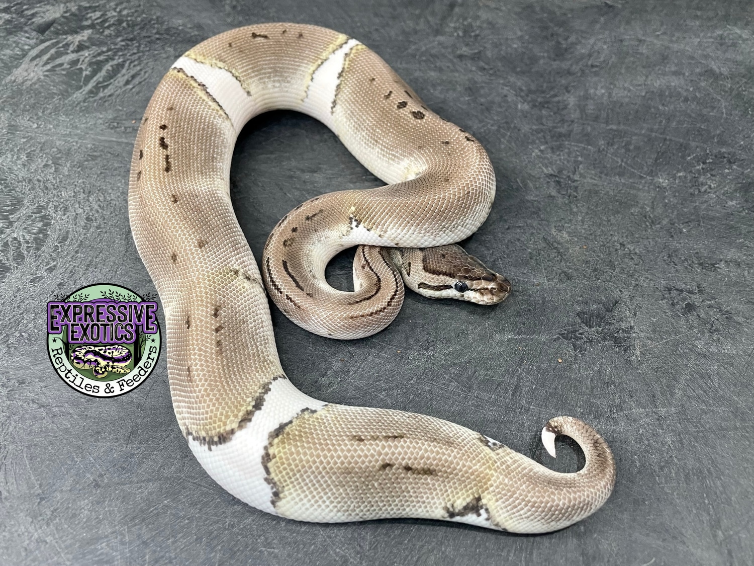 VPI Axanthic Pinstripe Piebald Ball Python by Expressive Exotics ...