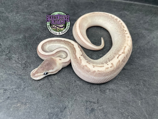 Cinnamon Lesser Pinstripe 100% Dbl Het VPI Axanthic / Piebald Ball ...
