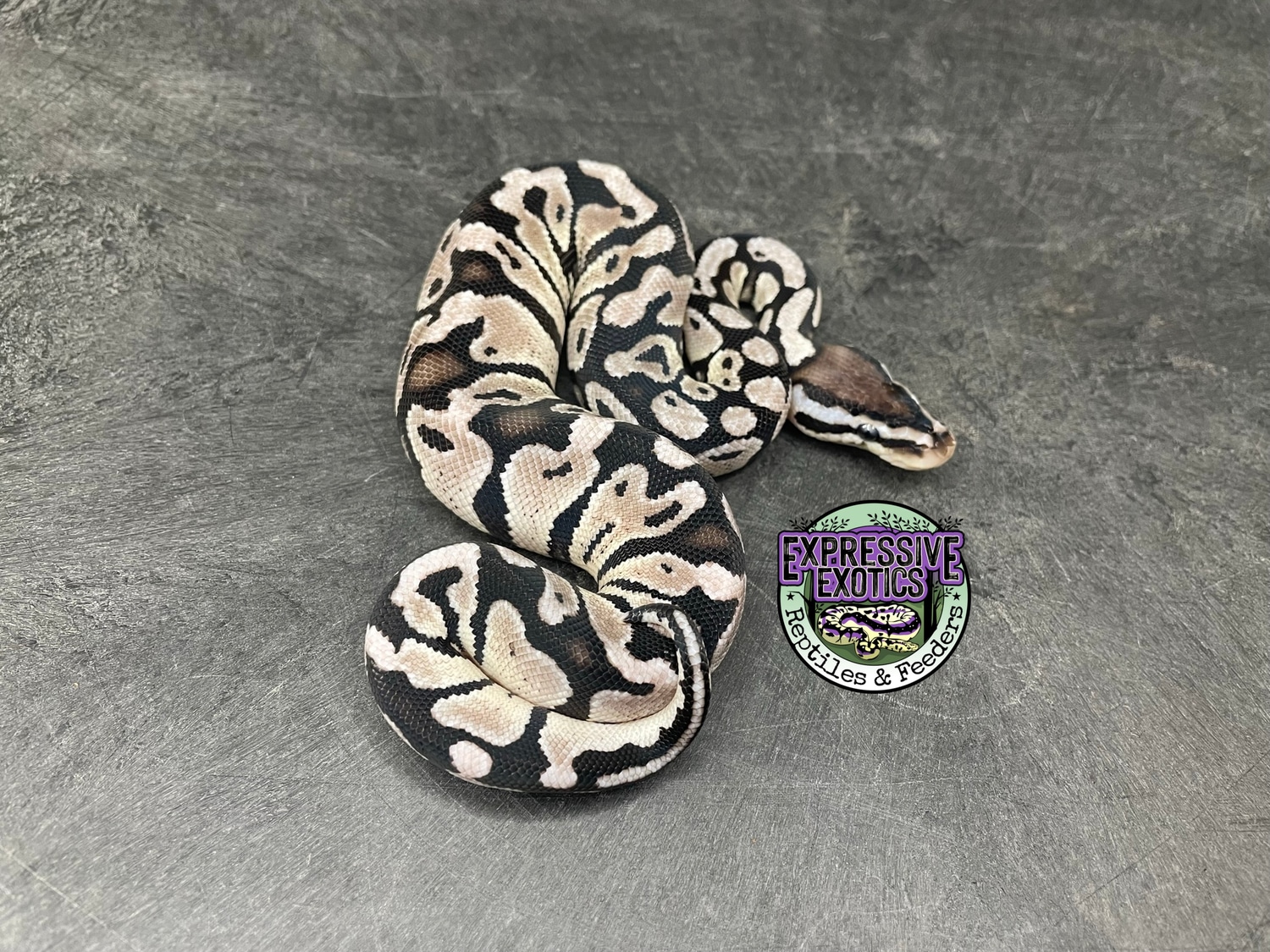 Pastel VPI Axanthic 100% Het Clown Ball Python by Expressive Exotics ...
