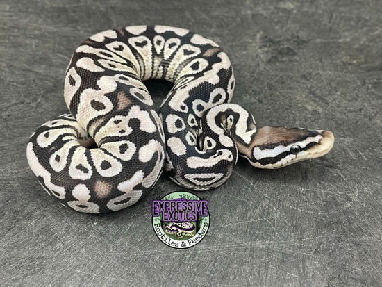 Pastel VPI Axanthic 100% Het Clown Ball Python by Expressive Exotics ...
