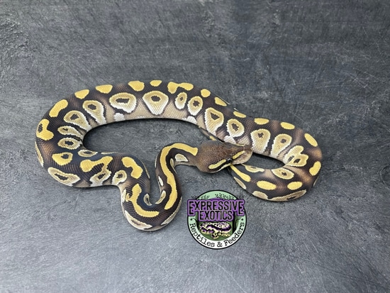 Mojave Dh VPI Axanthic / DG 50% Het Piebald Ball Python by Expressive ...