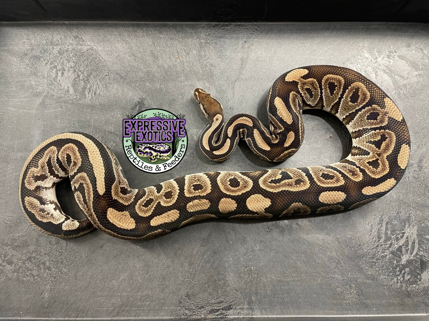 VPI Axanthic Black Pastel Het Piebald Ball Python by Expressive Exotics ...