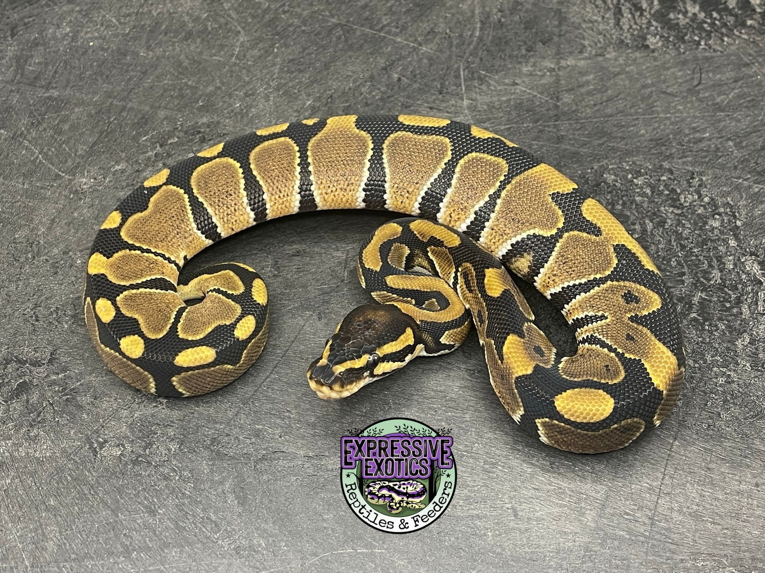 100% Het VPI Axanthic 50% Het Tri-Stripe / Hypo / Piebald Ball Python ...
