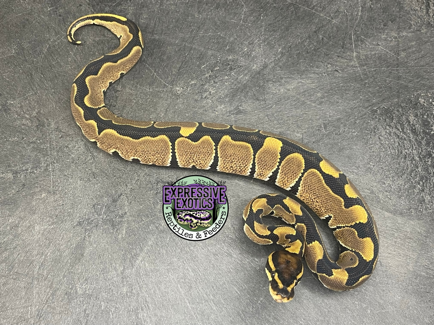 100% Het VPI Axanthic 50% Het Tri-Stripe / Hypo / Piebald Ball Python ...