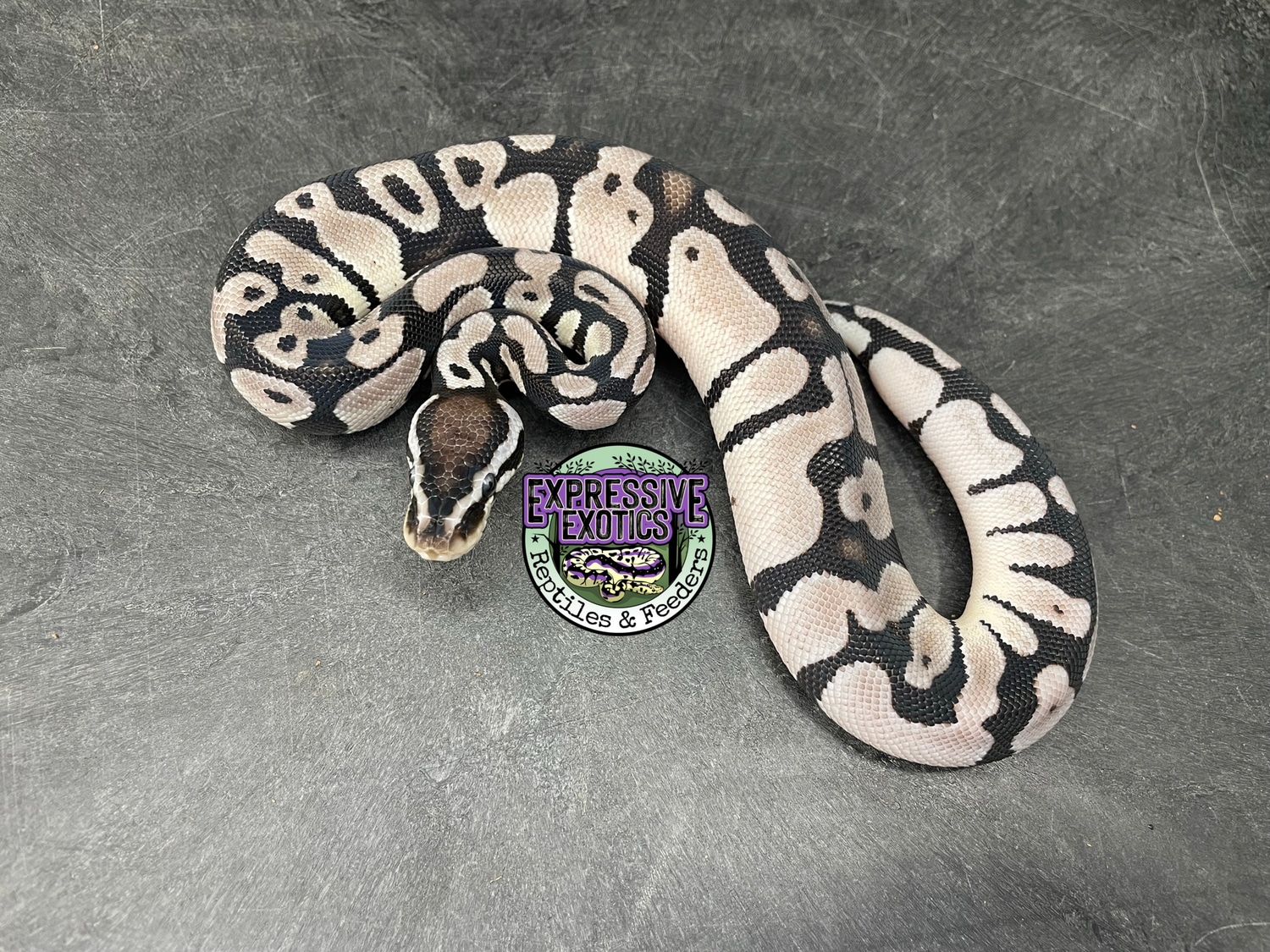 VPI Axanthic Enchi 100% Het Piebald Ball Python by Expressive Exotics ...