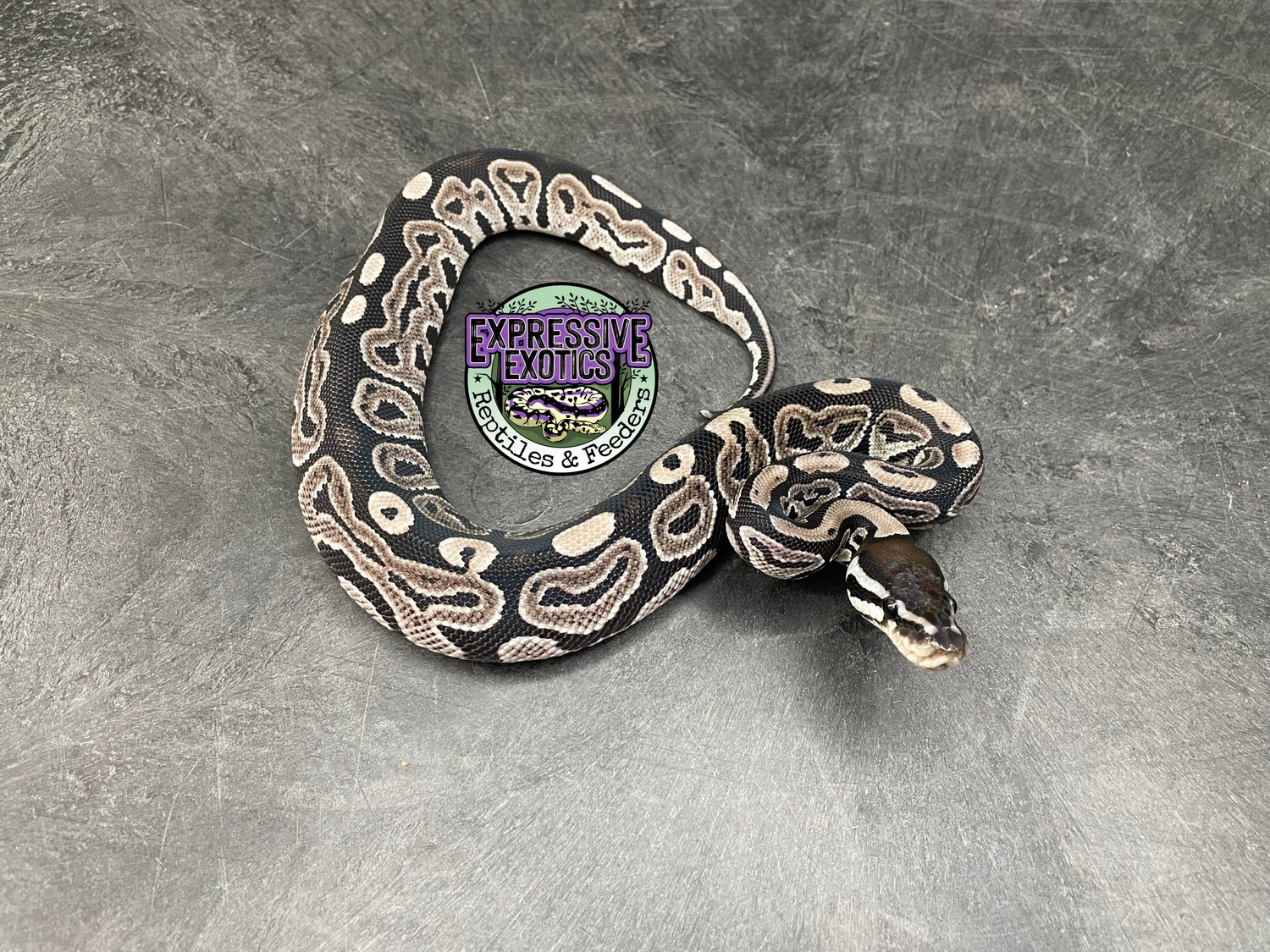 VPI Axanthic Black Pastel 100% Het Piebald Ball Python by Expressive ...