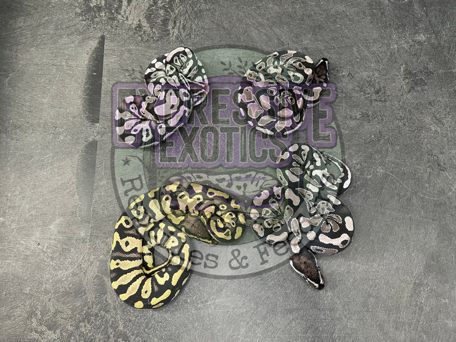 Ball Python Clutch: 2023.9 by Expressive Exotics Reptiles & Feeders ...