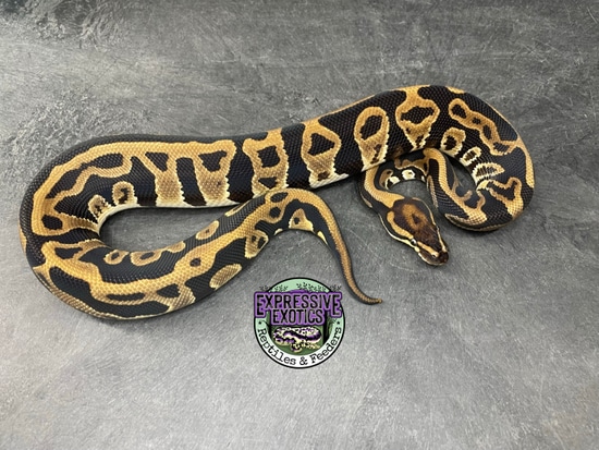 Leopard Crypton Het Piebald 66% Het Desert Ghost Ball Python by ...