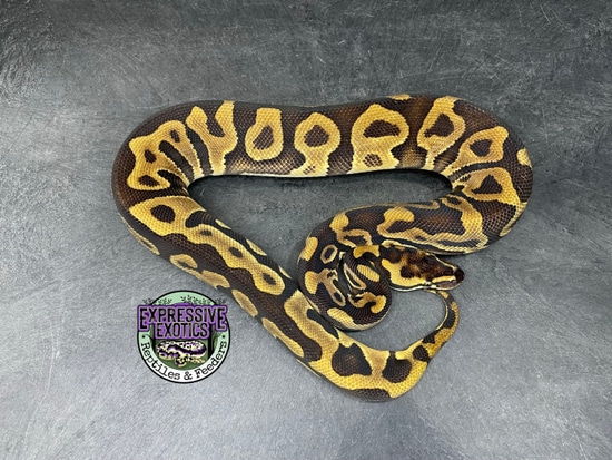 Leopard Crypton 66% Het Desert Ghost 50% Het Piebald Ball Python by ...