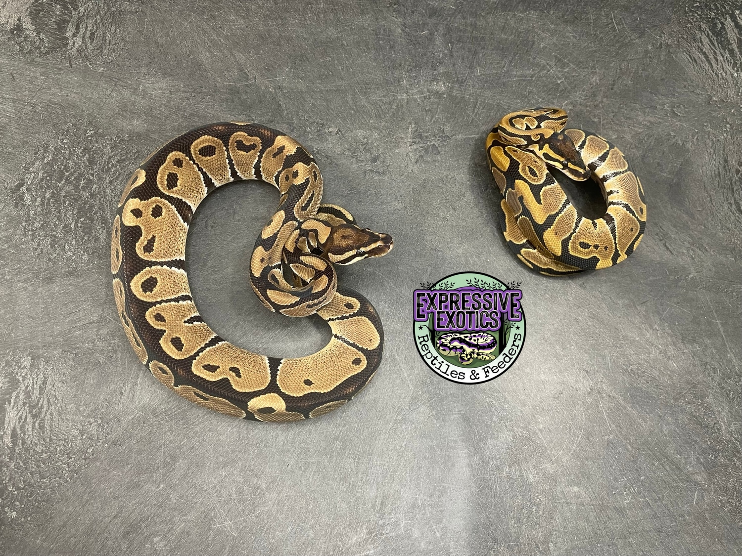 Male & Female Pair - VPI Axanthic / Hypo / Tri-Stripe / Piebald Project ...