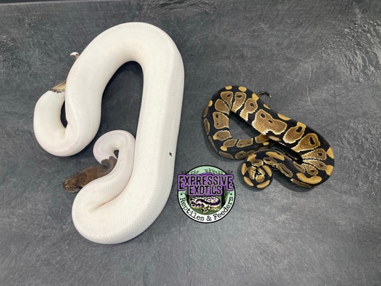 VPI Axanthic / Desert Ghost / Piebald Project Pair Ball Python by ...