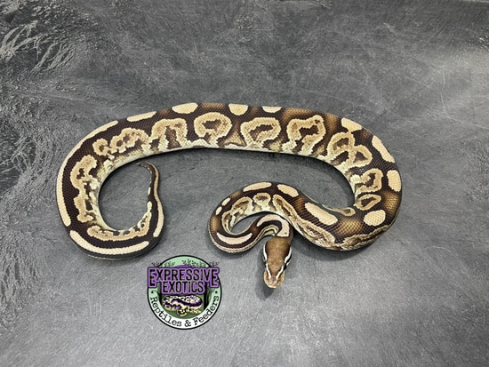VPI Axanthic Sulfur Black Pastel 50% Het Puzzle Ball Python by Expressive Exotics Reptiles & Feeders