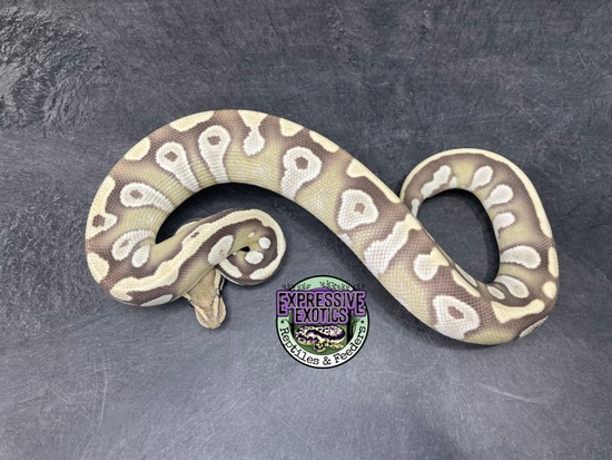 Mojave Desert Ghost Het Piebald 50% Het Cryptic Ball Python by ...