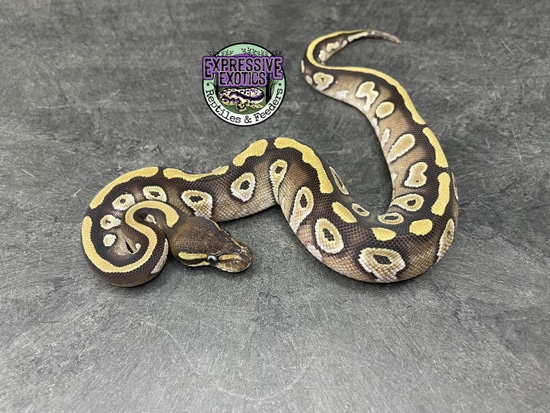 Mojave Dh VPI Axanthic / DG 50% Het Piebald Ball Python by Expressive ...