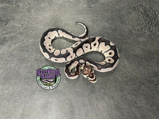 VPI Axanthic Clown Ball Python by Expressive Exotics Reptiles & Feeders