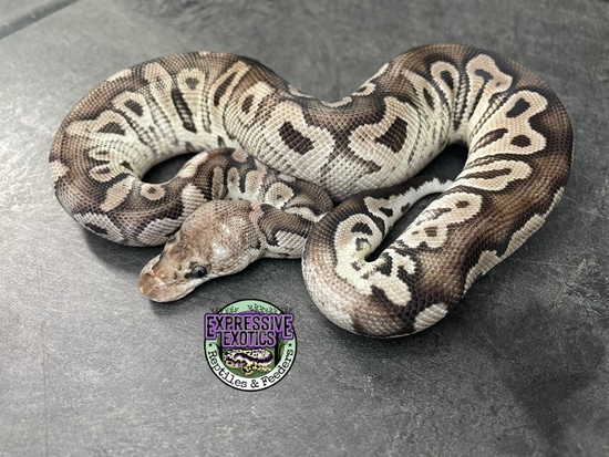VPI Axanthic Clown Paradox Ball Python by Expressive Exotics Reptiles ...