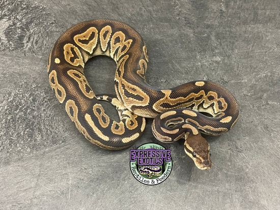 Cinnamon 50% Het Tri-Stripe / Hypo / VPI Axanthic Ball Python by ...