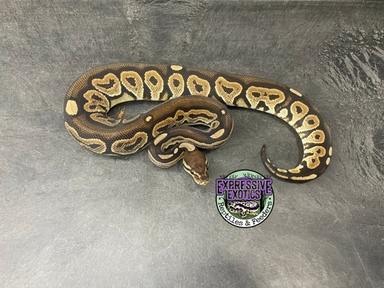 Cinnamon 50% Het Tri-Stripe / Hypo / VPI Axanthic Ball Python by Expressive Exotics Reptiles ...
