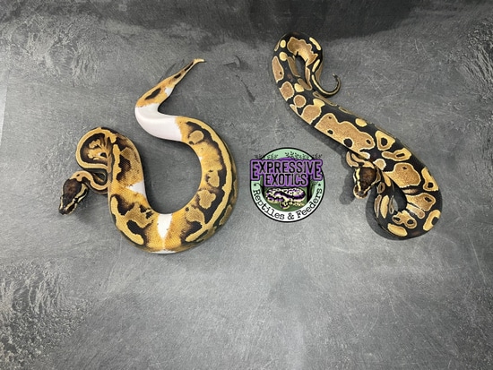 Pair - Enchi Piebald Het VPI Axanthic & Dbl Het VPI Axanthic / Piebald ...