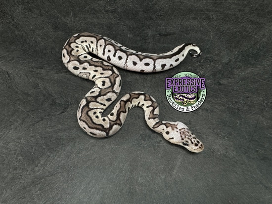 Pastel VPI Axanthic Clown Ball Python by Expressive Exotics Reptiles ...