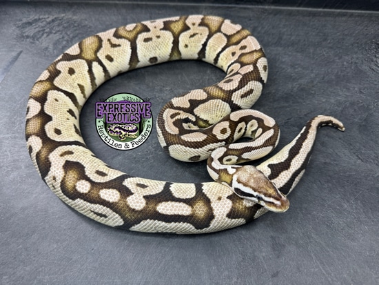 VPI Axanthic Pastel Sulfur Ball Python by Expressive Exotics Reptiles ...