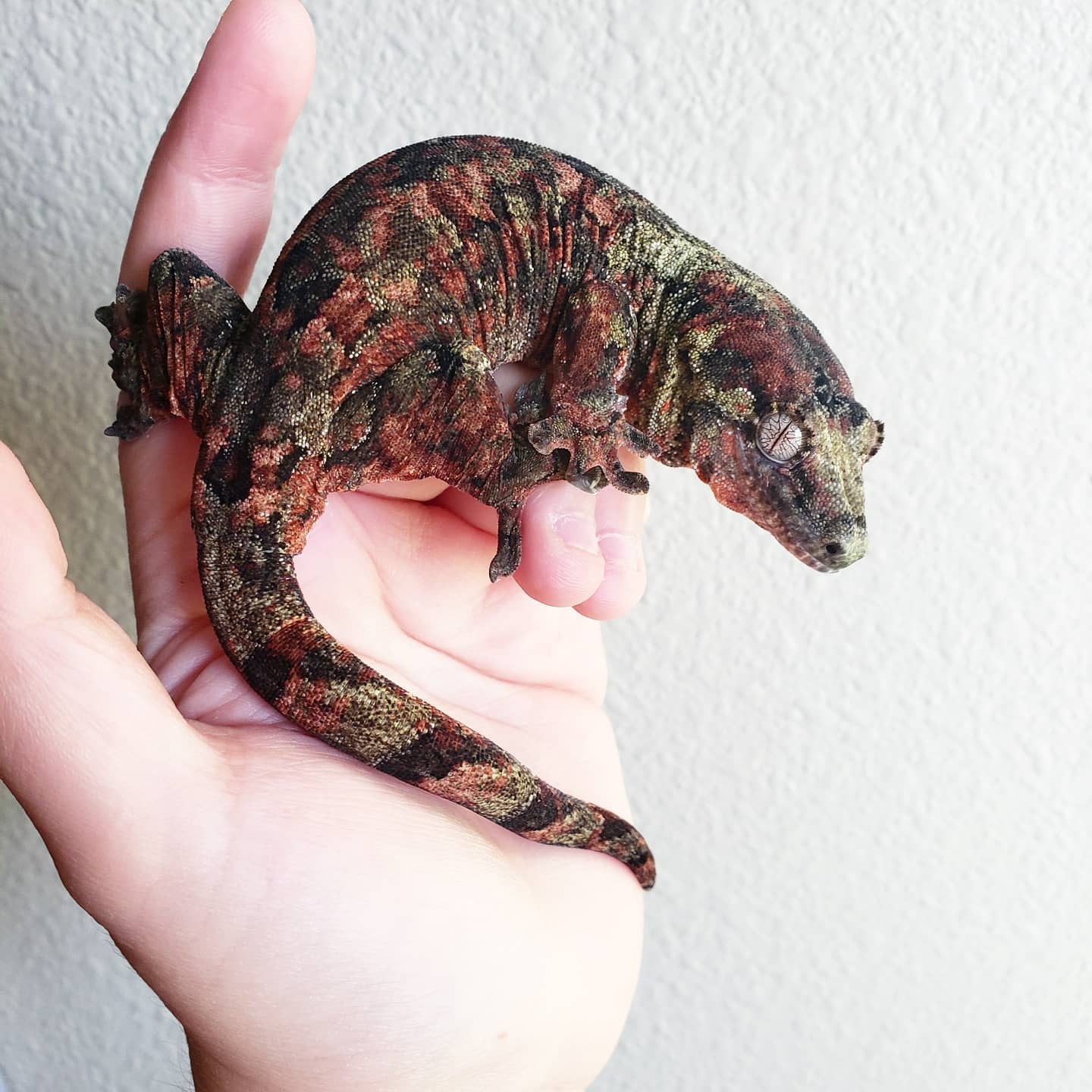 1.1 Rtb Bonded Pair Chahoua Gecko by Tip O' Texas Geckos LLC - MorphMarket