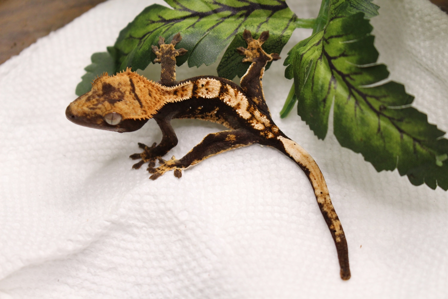 100% Het Axanthic Crested Gecko by Tip O' Texas Geckos LLC - MorphMarket