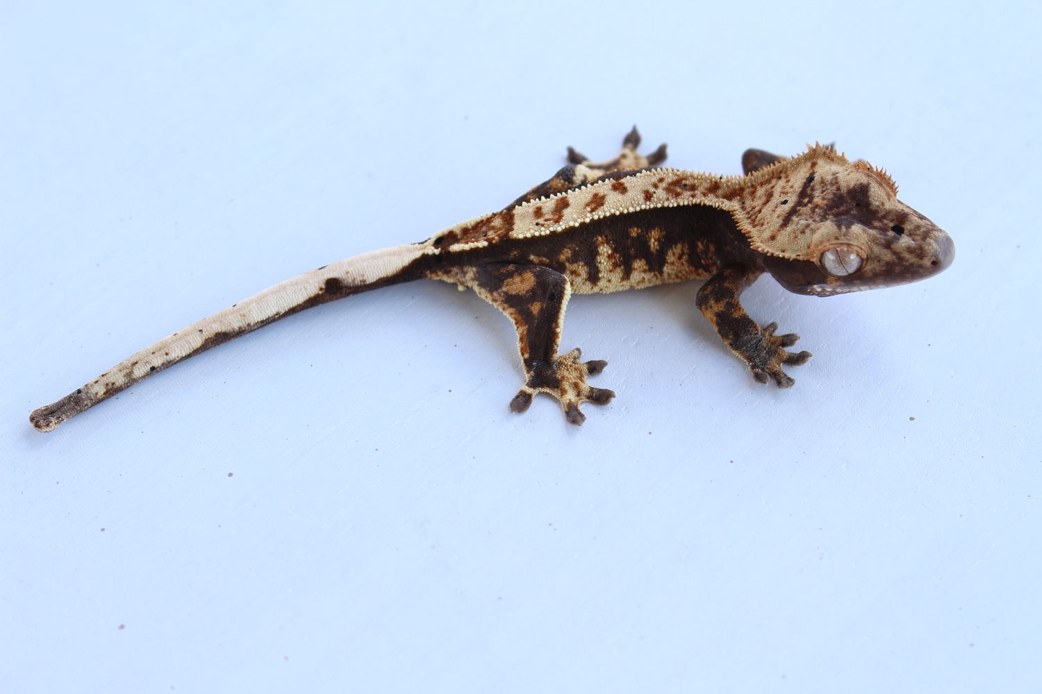 100% Het Ax Crested Gecko by Tip O' Texas Geckos LLC - MorphMarket