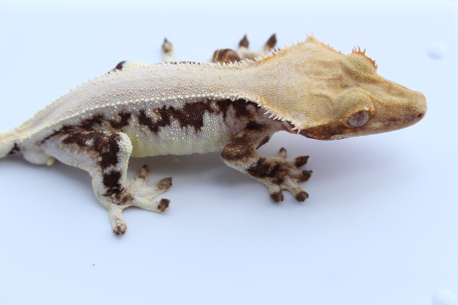 Male Lilly White Crested Gecko by Tip O' Texas Geckos LLC - MorphMarket
