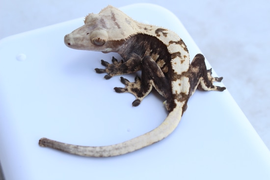 Amazing Male Crested Gecko by Tip O' Texas Geckos LLC