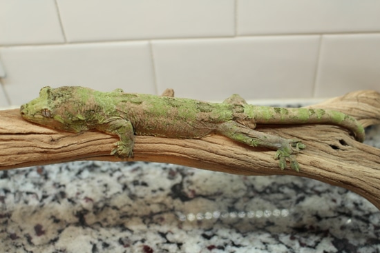 High Pink And Green Chahoua Gecko by Tip O' Texas Geckos LLC
