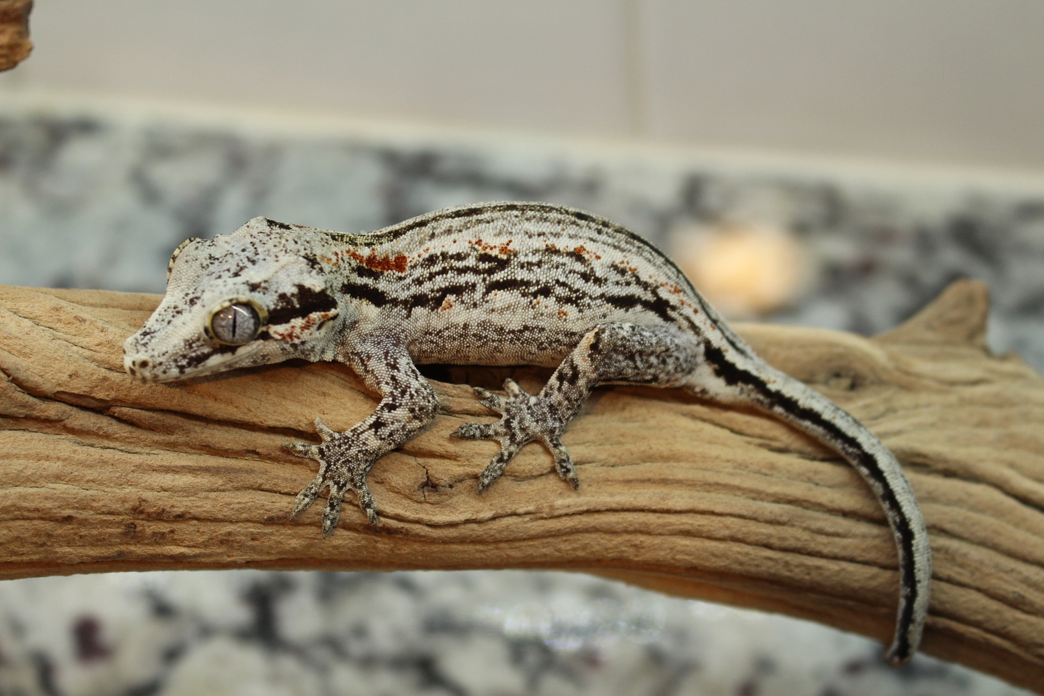 Jigsaw Le Garg Gargoyle Gecko by Tip O' Texas Geckos LLC - MorphMarket