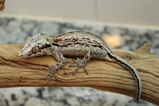 Jigsaw Le Garg Gargoyle Gecko by Tip O' Texas Geckos LLC