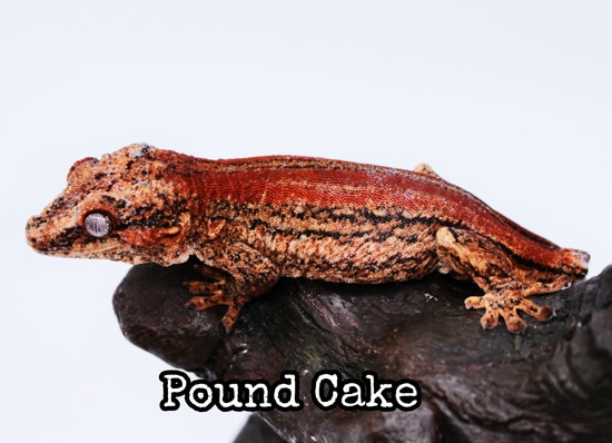 Garg Guy Gargoyle Gecko by Tip O' Texas Geckos LLC