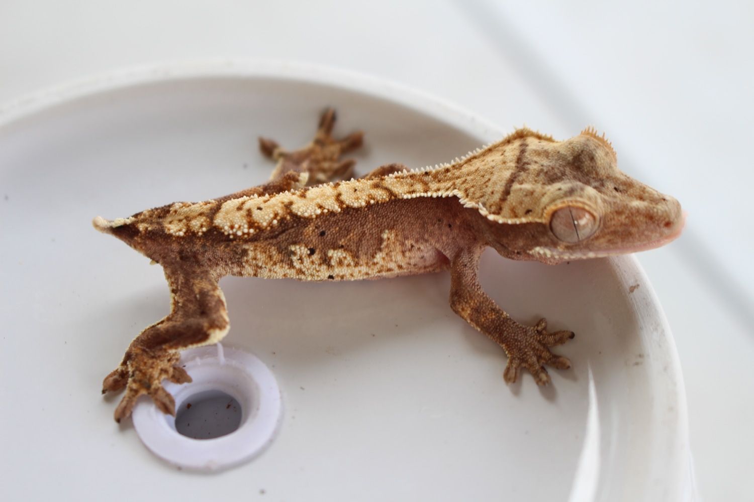 100% Het Ax Crested Gecko by Tip O' Texas Geckos LLC - MorphMarket
