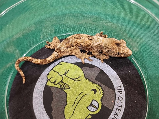 Chewie Baby Chahoua Gecko by Tip O' Texas Geckos LLC