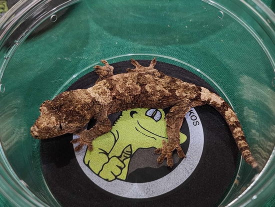 Chewie Juvi Chahoua Gecko by Tip O' Texas Geckos LLC
