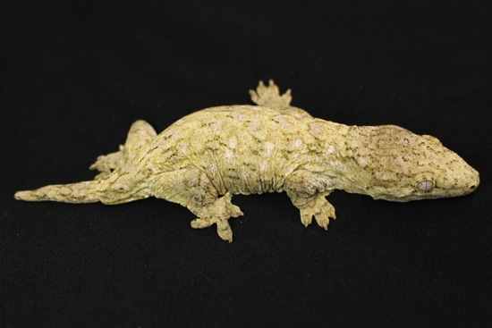 Pink Project Baby NSL Leachianus Gecko by Tip O' Texas Geckos LLC