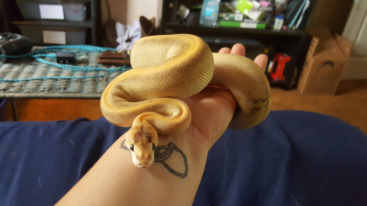 Champagne Mojave Paradox Ball Python by Nicole's balls - MorphMarket