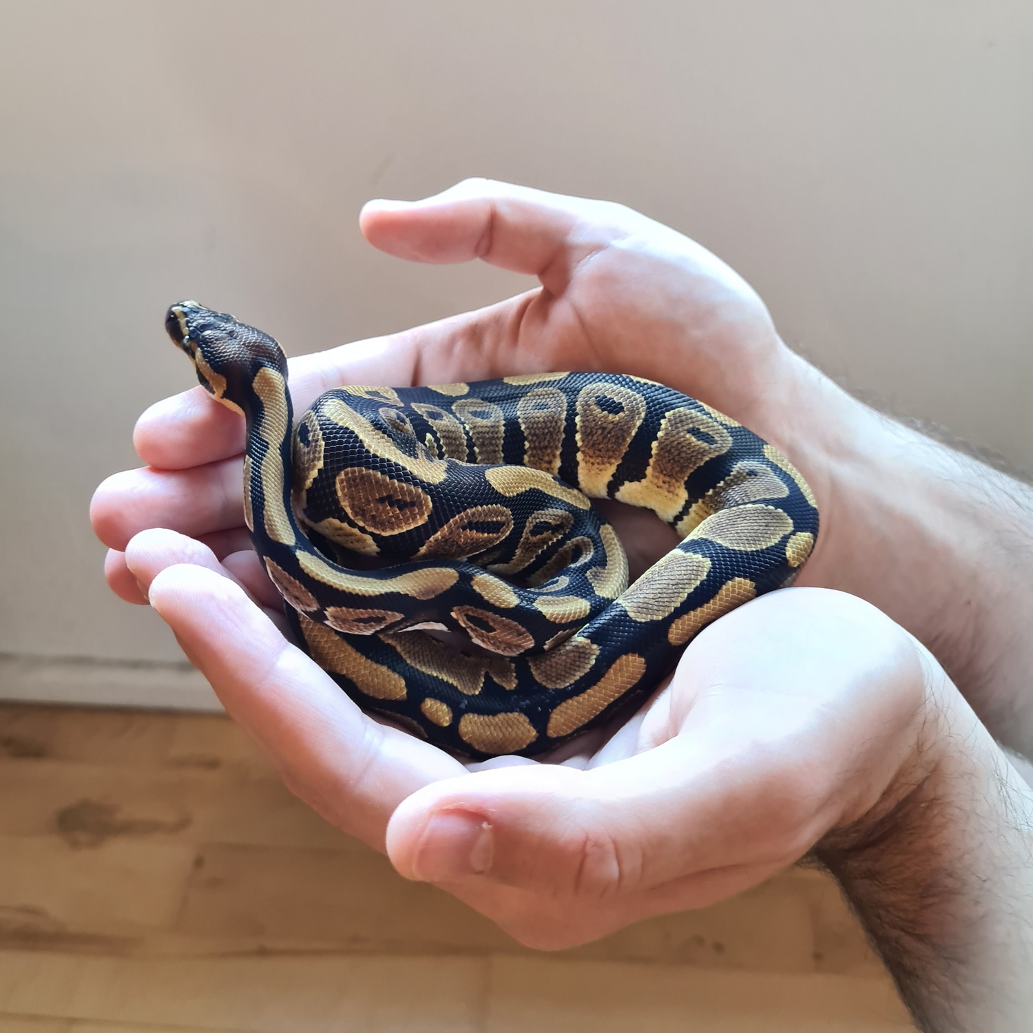 0.1 Wild Type 100% Het Pied 500DKK Ball Python by N J Denmark - MorphMarket