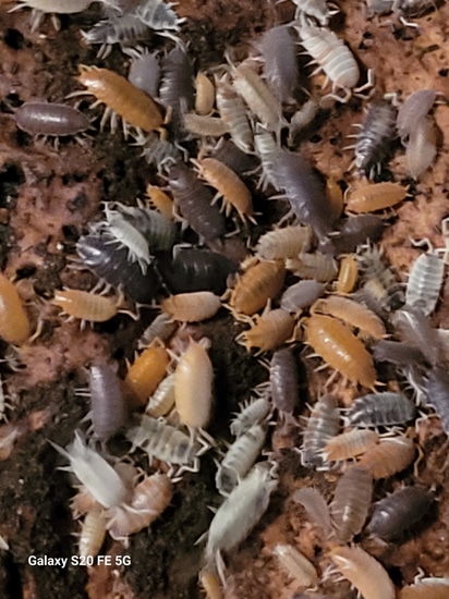 125+ Porcellionides Pruinosus Party Mix Isopod by NoLi Pods N' Stuff LLC