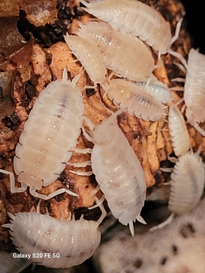 12+ Porcellio Scaber Snow Koi Isopod by NoLi Pods N' Stuff LLC
